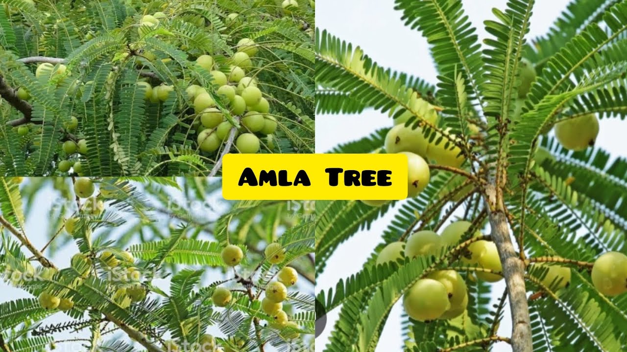 Amla Tree - Phyllanthus emblyica - YouTube