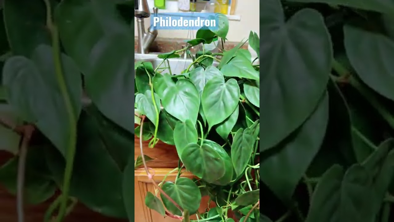 Philodendron Hanging Plant #shorts - YouTube