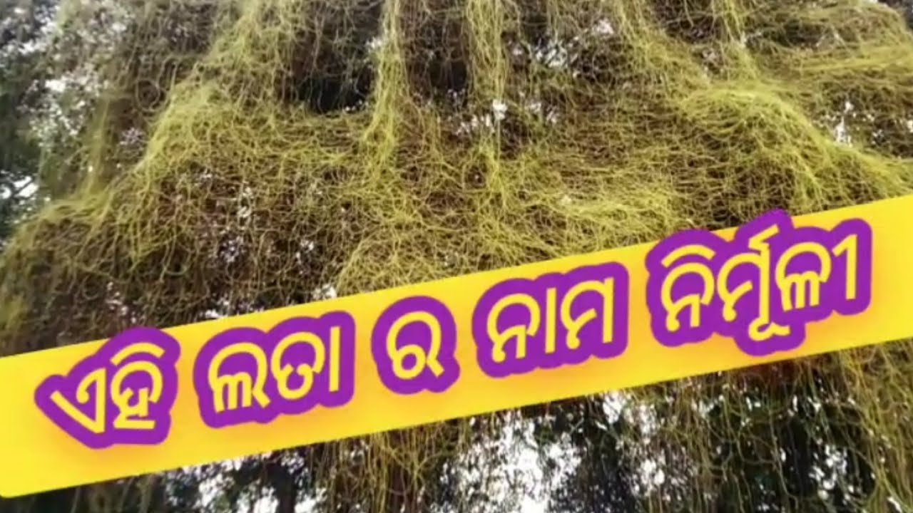 nirmuli lata - YouTube