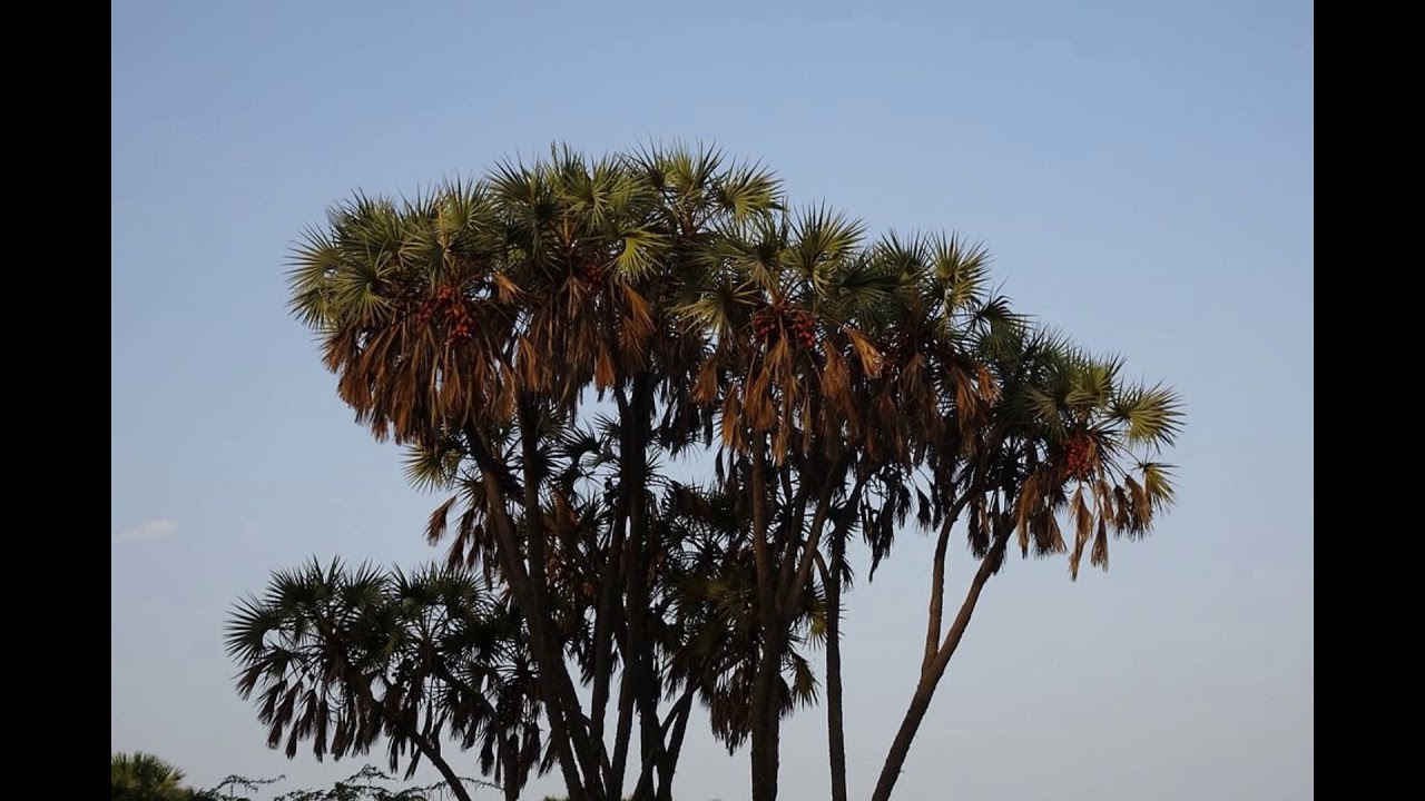 Doum Palm, Doom Palm Hyphaene Thebaica - YouTube