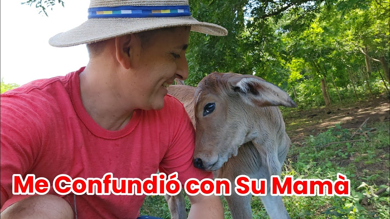 LA VACA DE CINCO TETAS FUE ORDEÑADA POR PRIMERA VEZ. Mira lo que pasó ...