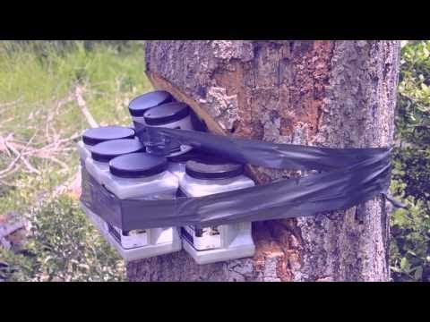 6 İlginç Ve Şaşırtıcı Ağaç Kesme Yöntemi!