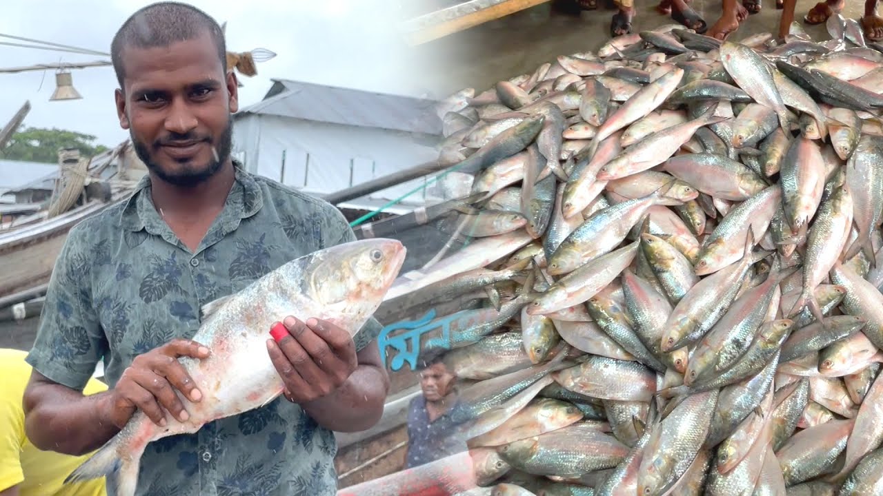 ইলিশে টই টম্বুর মহিপুর মৎস্য বন্দর Fish Vally - YouTube