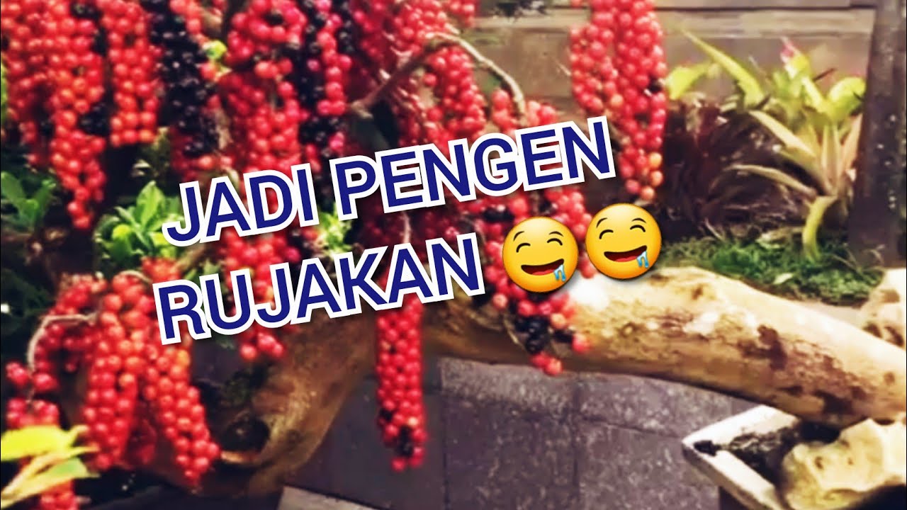 BONSAI BONI YANG BERBUAH || BONSAI BONI BALI - YouTube