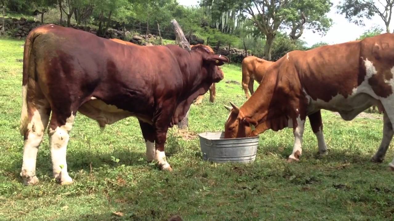 Toro beefmaster - YouTube