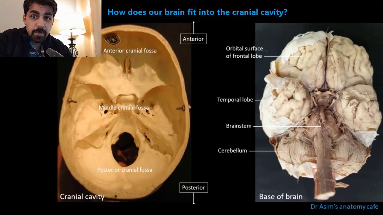 How brain fits into cranial cavity? - YouTube