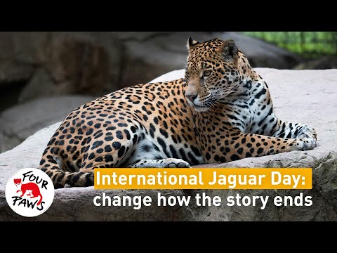 International Jaguar Day