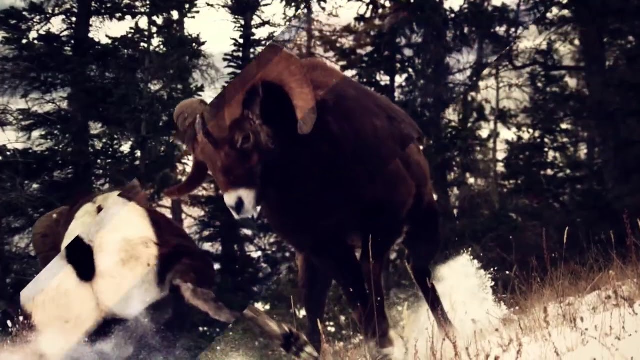 National Geographic Promo - YouTube