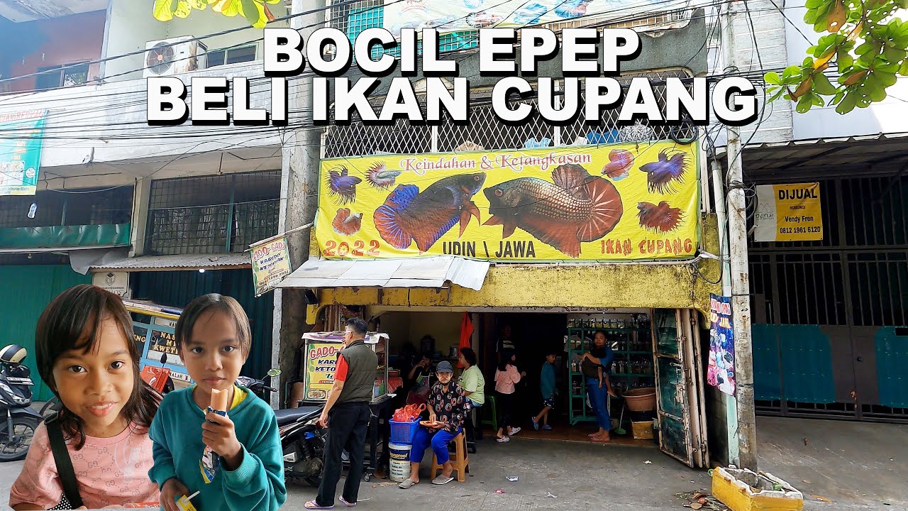 BOCIL EPEP BELI IKAN CUPANG - YouTube