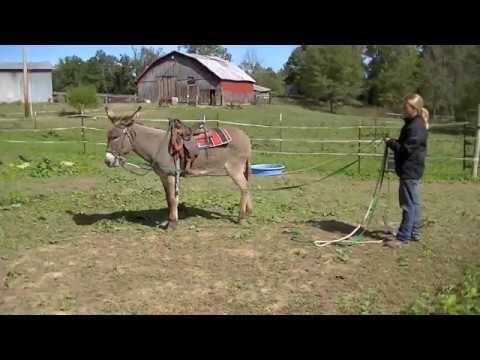 Donkey Driving Training Series, Ground Driving Intro, Open Area - YouTube