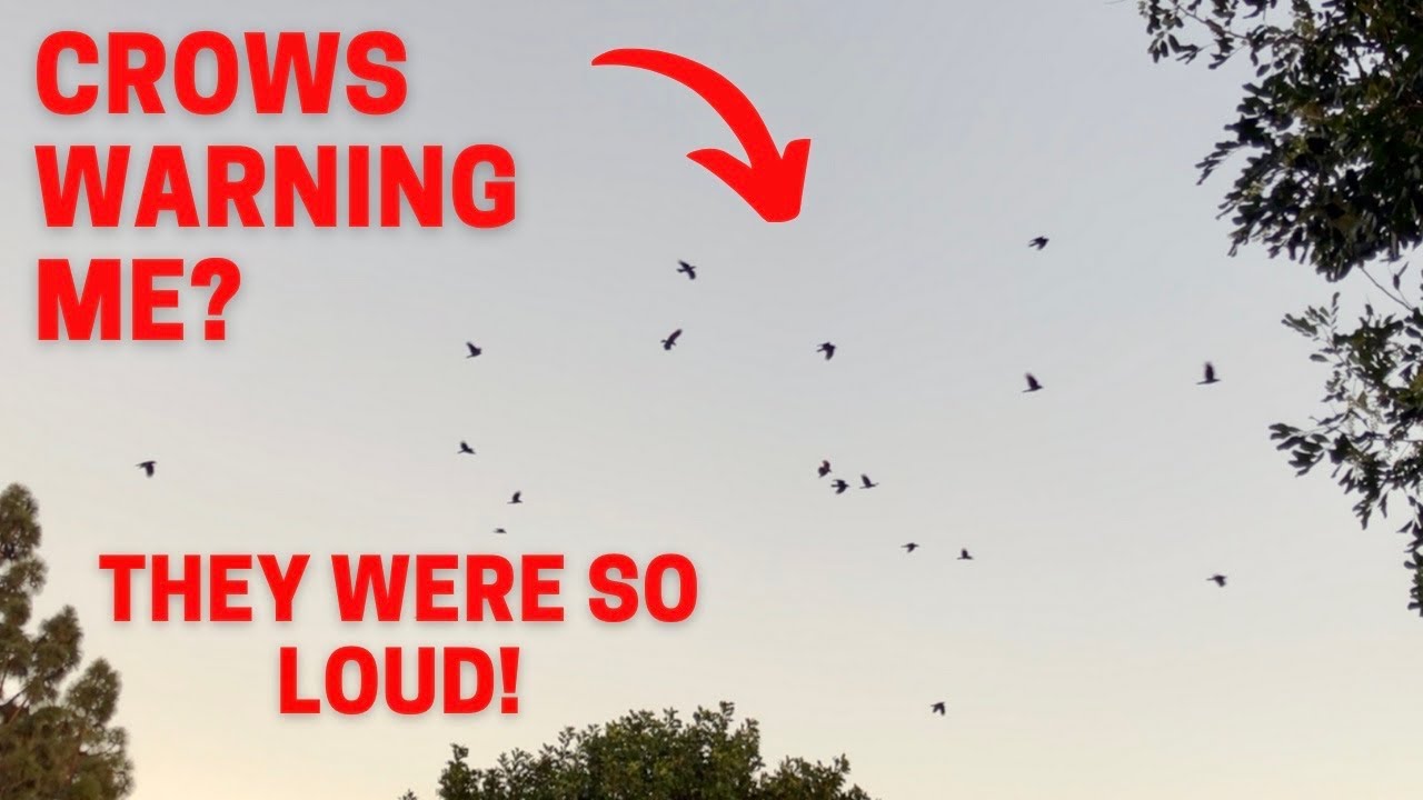 Crows Acting Weird and Trying To Warn Me of Something? - YouTube