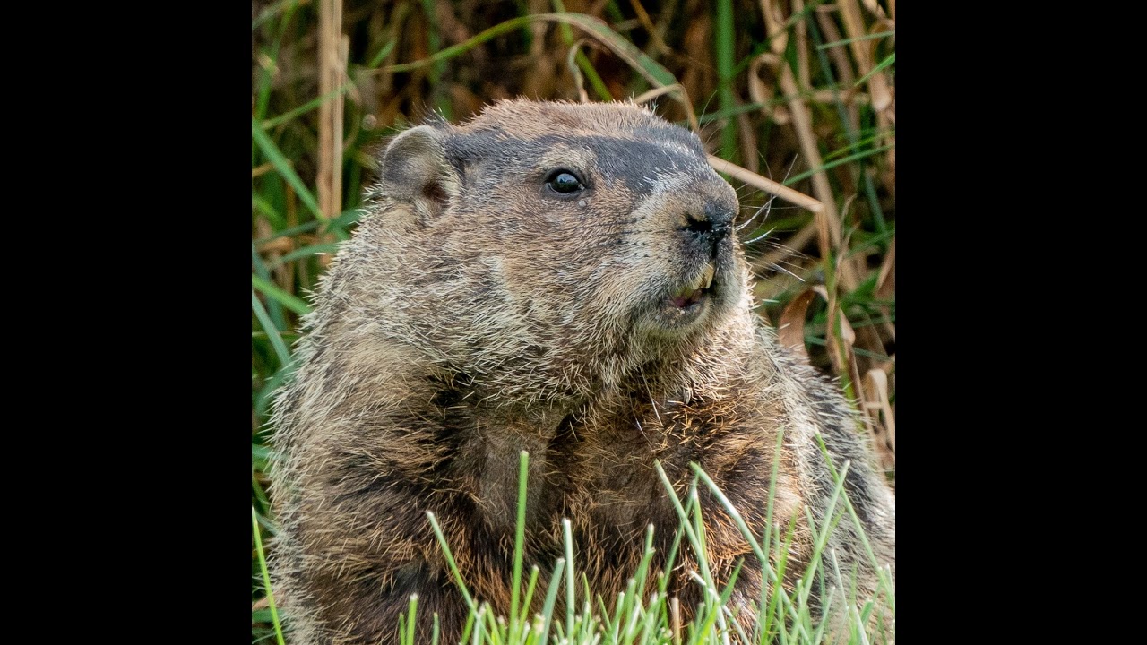 LIVE | Hog Life | Bird Feeder Cam - YouTube