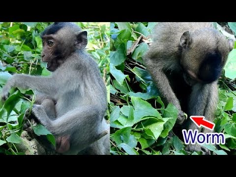 Wow..! Dodo eats worm look very delicious, No sponsor Dodo very hungry ...