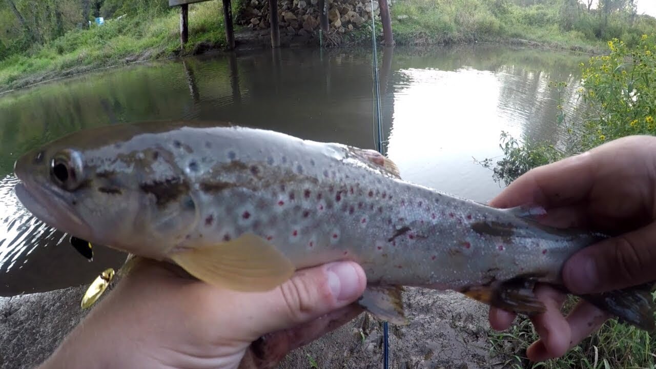 Wading In Deep Waters For Stream Trout - YouTube