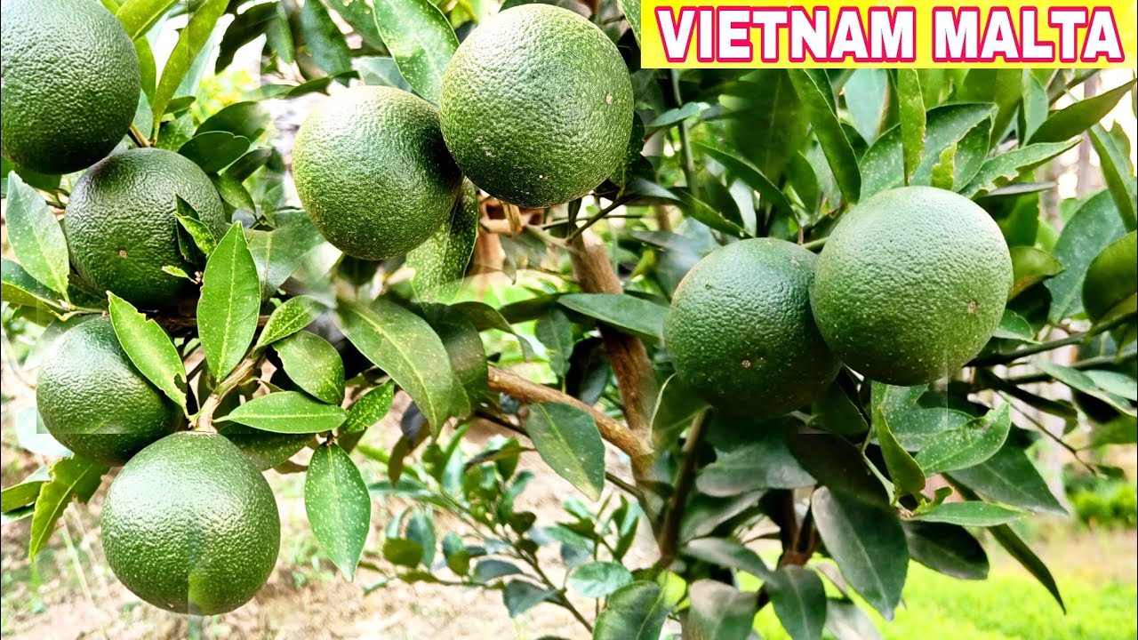 Vietnam Malta Farming Sucessful/ Malta Musambi Ki Kheti/ Thailand Fruit ...