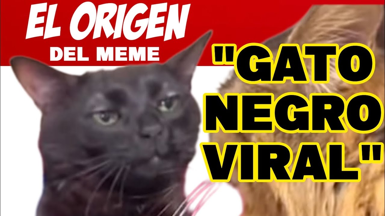 EL ORIGEN DEL MEME (Gato NEGRO viral en Tik Tok) - YouTube