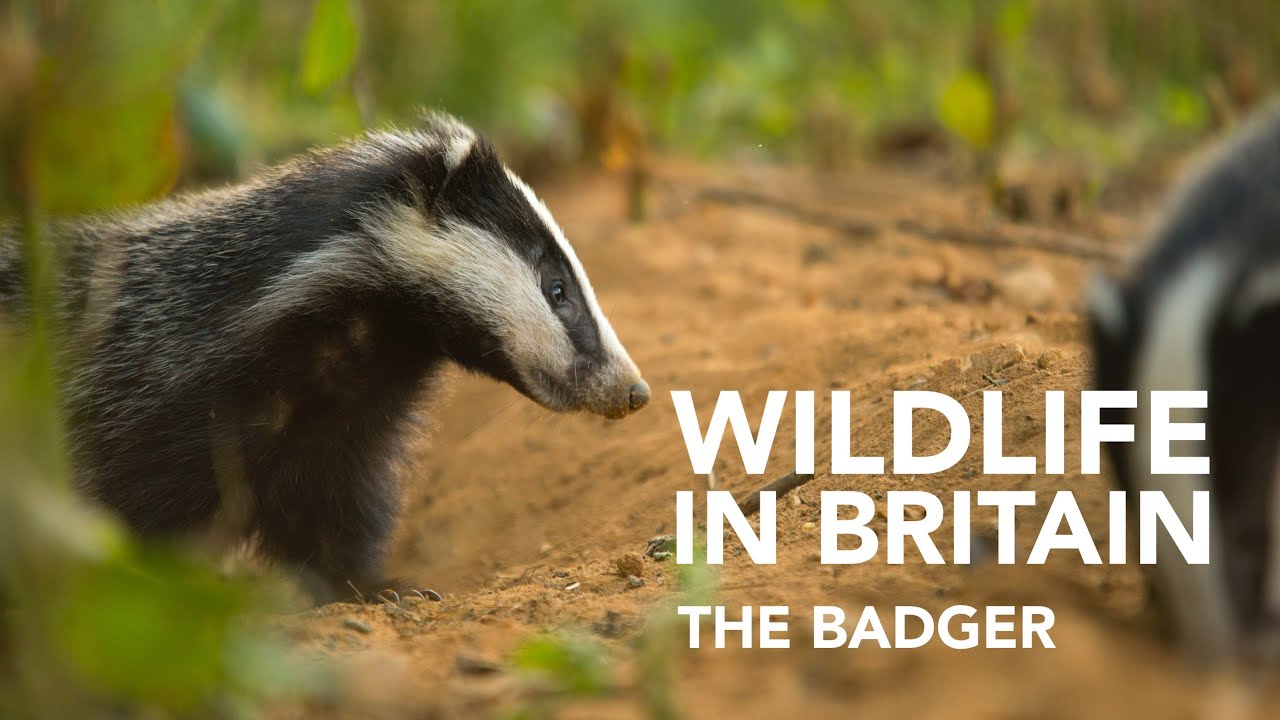 Wildlife in Britain: The Badger - YouTube