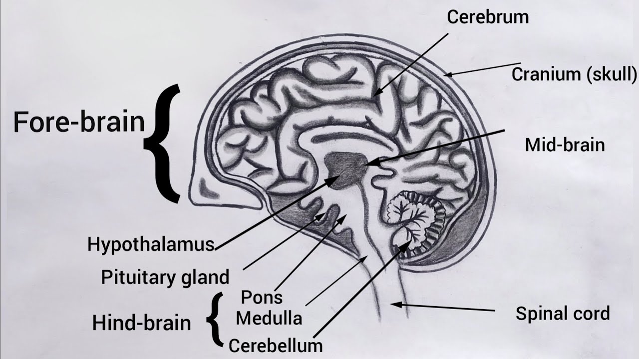 How to Draw Human Brain Diagram step by step || Human Brain Diagram for ...