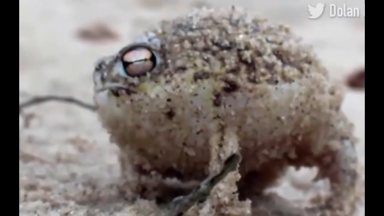 Mr.Frog Does The "YEAH BOYYYY" Meme - YouTube