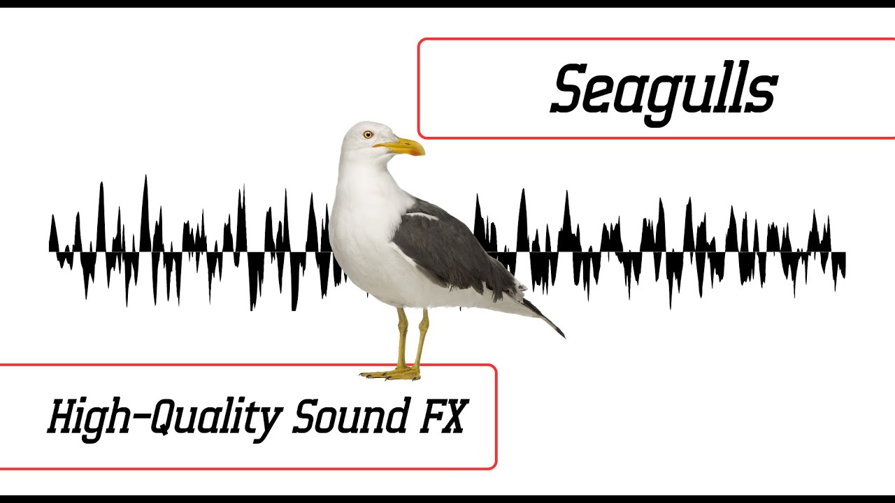 Seagulls Sound Effect | High-Quality Sound FX - YouTube