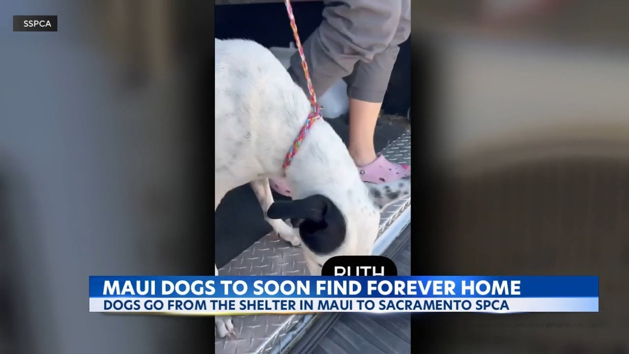 Maui Humane transfers over 100 dogs to California shelter - YouTube