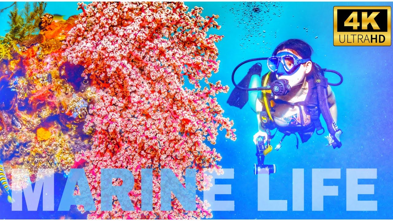Discover the Wonders of Marine Life in Stunning 4K UHD | #4kvideo - YouTube