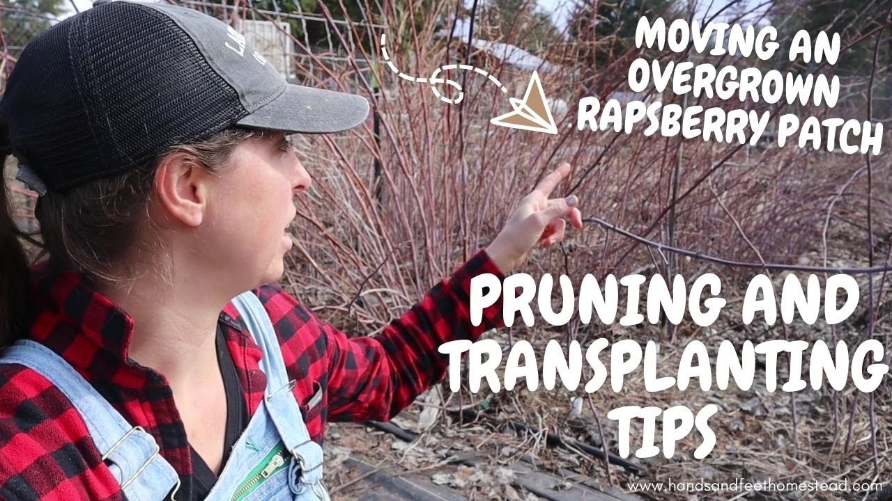 MOVING A RASPBERRY PATCH | HOW TO PRUNE AND TRANSPLANT RASPBERRIES ...