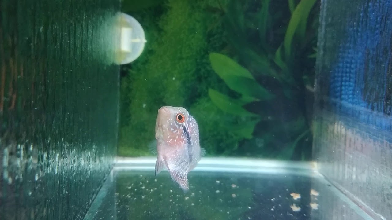 Progres burayak louhan srd..... - YouTube