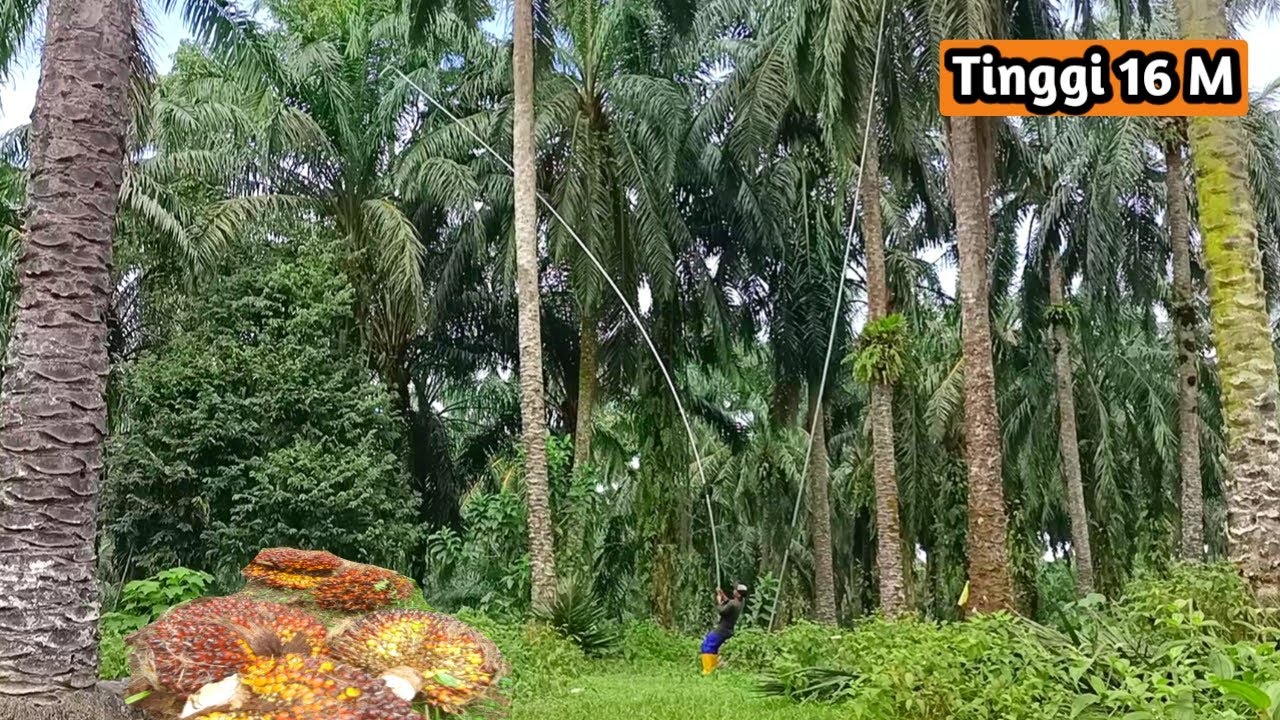 Pohon Kelapa Sawit Tinggi
