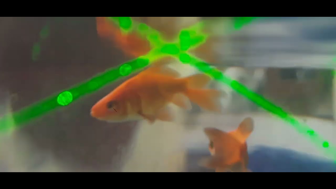 Vision of fish - YouTube