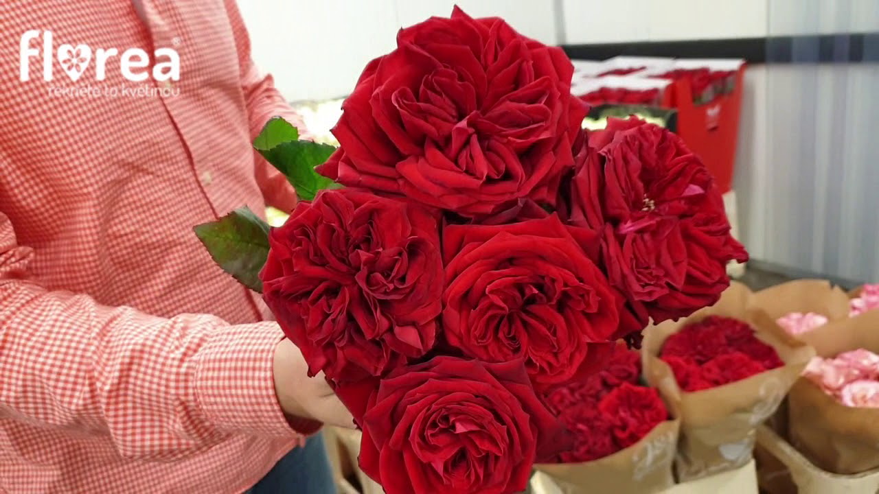 Zahradní růže Red Elegance - Florea.cz - YouTube