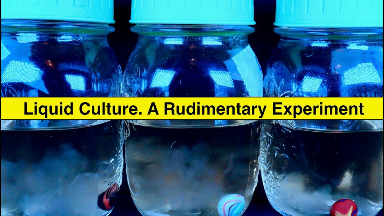 Easy Mushroom Growing: Liquid Culture for Mushroom Cultivation. Testing ...