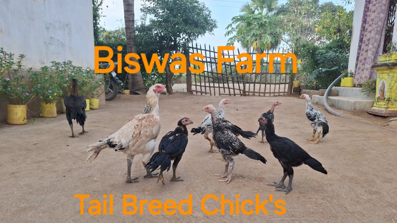 Tail Breed Chick's #hen #chicken @Biswas_Farm_80 #chhattisgarh - YouTube