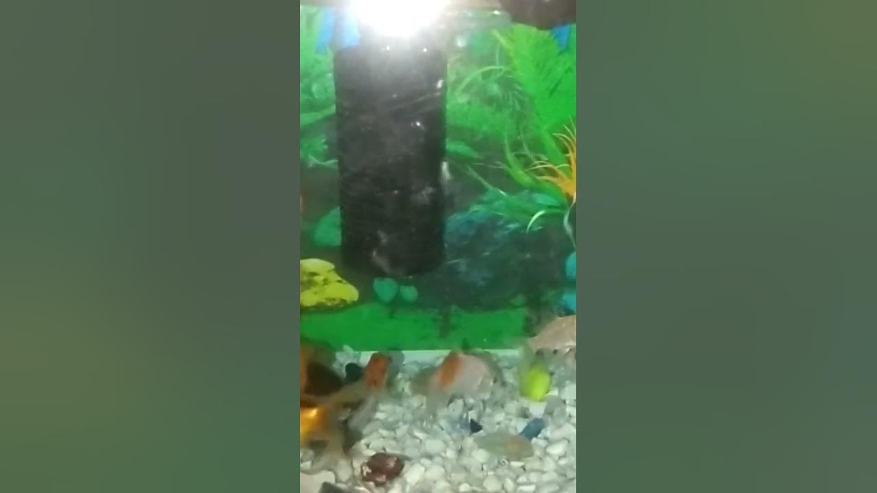 I Like Fish - YouTube