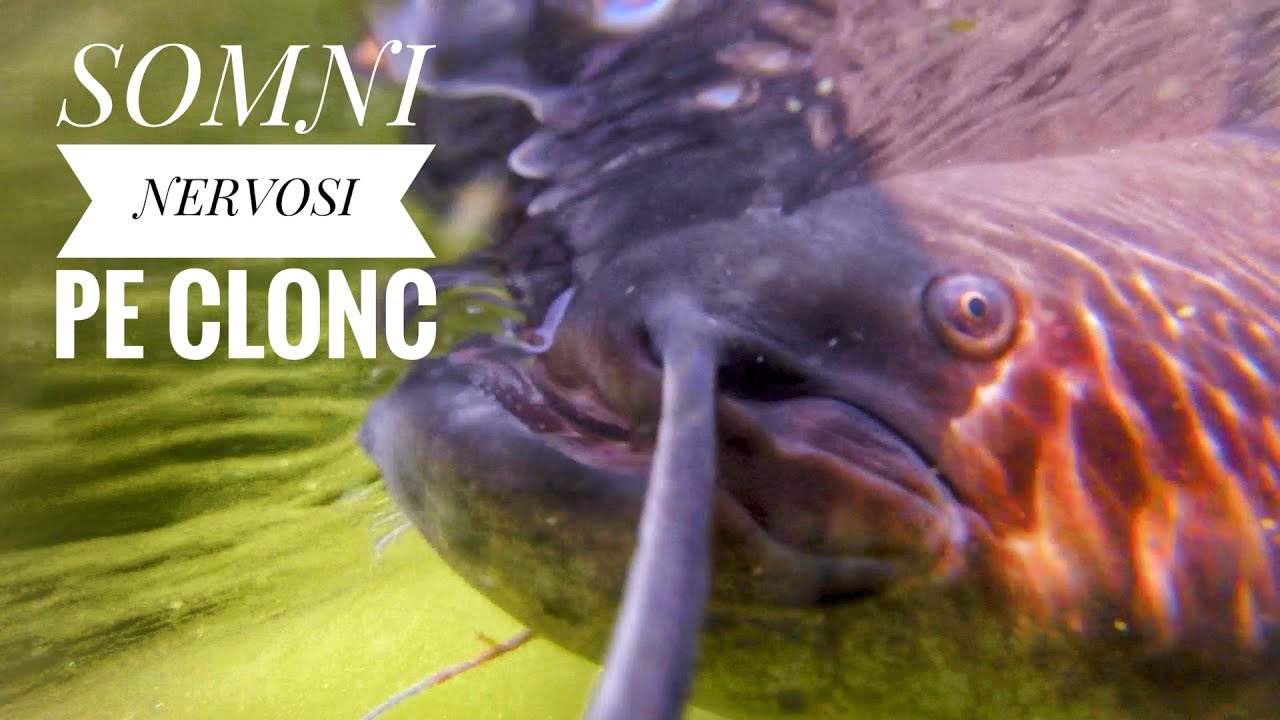 Pescuit la clonc pe Olt - catfish CLONK fishing - YouTube