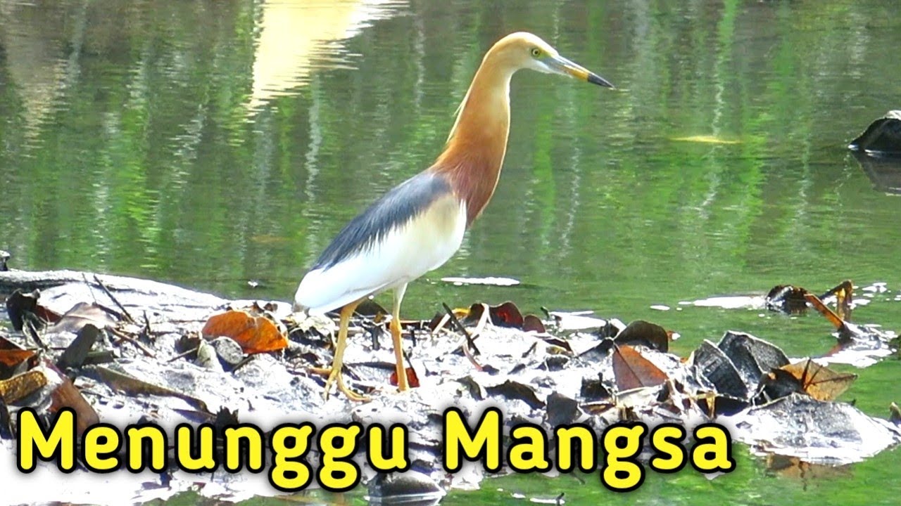 Burung Blekok Sawah Sedang Berburu Ikan Di Sungai - YouTube