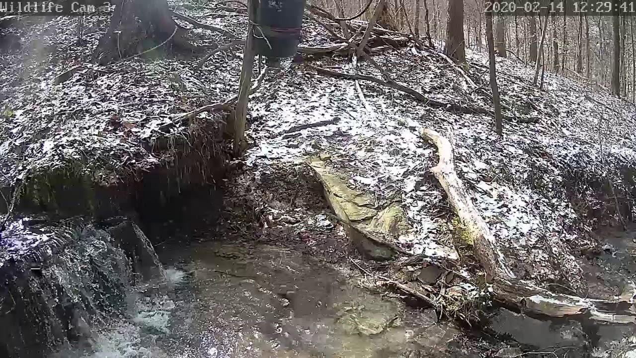 Live Deer & Wildlife Webcam Camera 3 - YouTube
