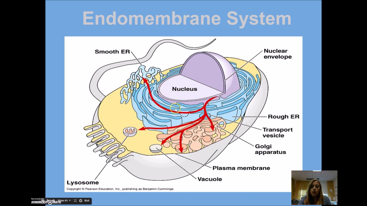 AP Biology 1 Organelle Pt 1 YouTube AP Biology 1 Organelle Pt 1 YouTube