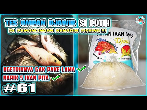 Tes Umpan Ikan Mas Djawir Si Putih | Di Pemancingan Kenadin Fishing