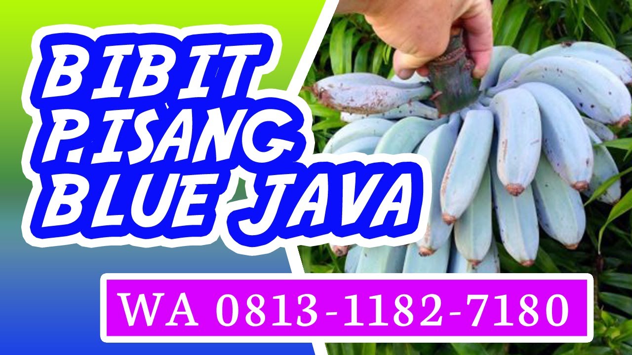 Harga Bibit Pisang Blue Java Paling Diminati Saat Ini - YouTube