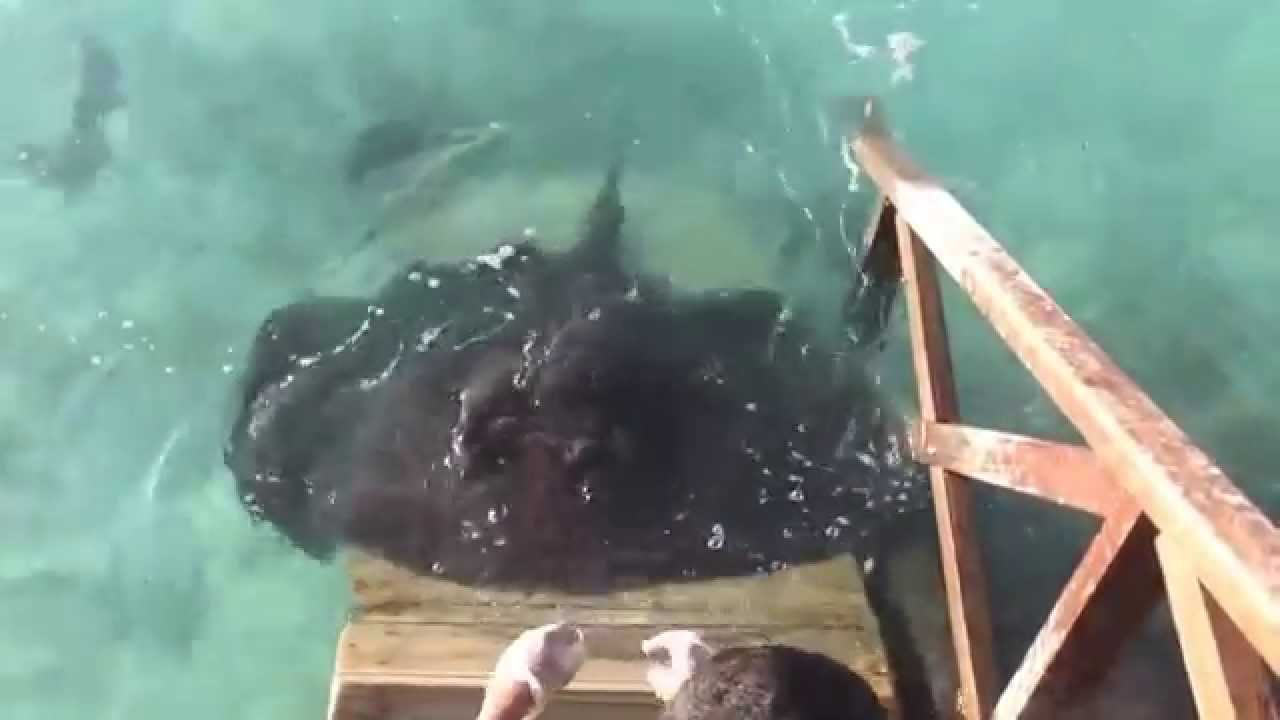 Mantarraya se acerca para pedir comida [INCREIBLE] - YouTube