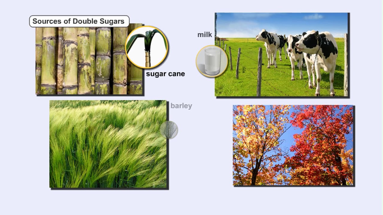 Simple and Double Sugar - YouTube