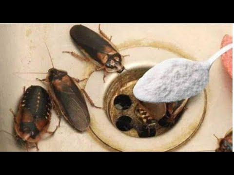 Si t’i eliminoni milingonat dhe buburrecat nga shtëpia? - YouTube