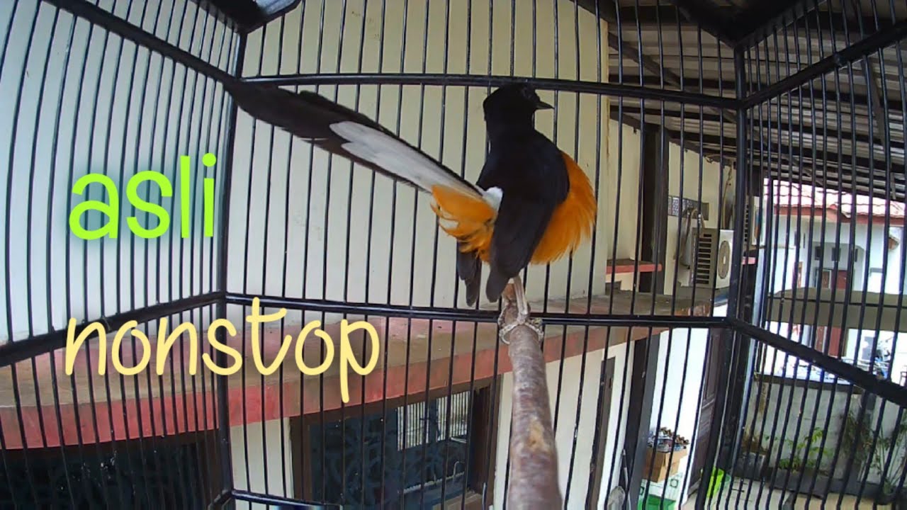 Murai Batu Gacor Nonstop Bunyi 22 Menit | Magpie Bird Singing - YouTube