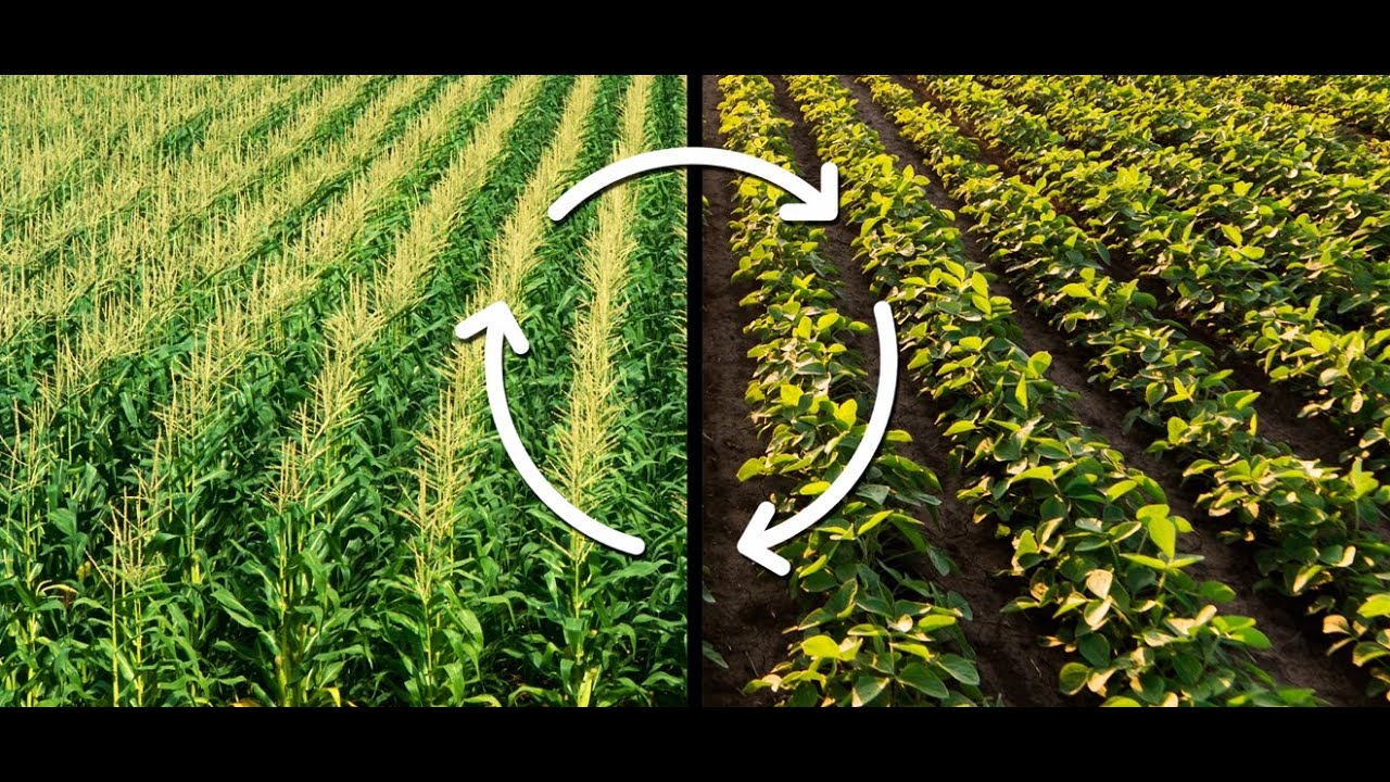 Crop Rotation- advantages/disadvantages/principles-Farm Management epsd ...