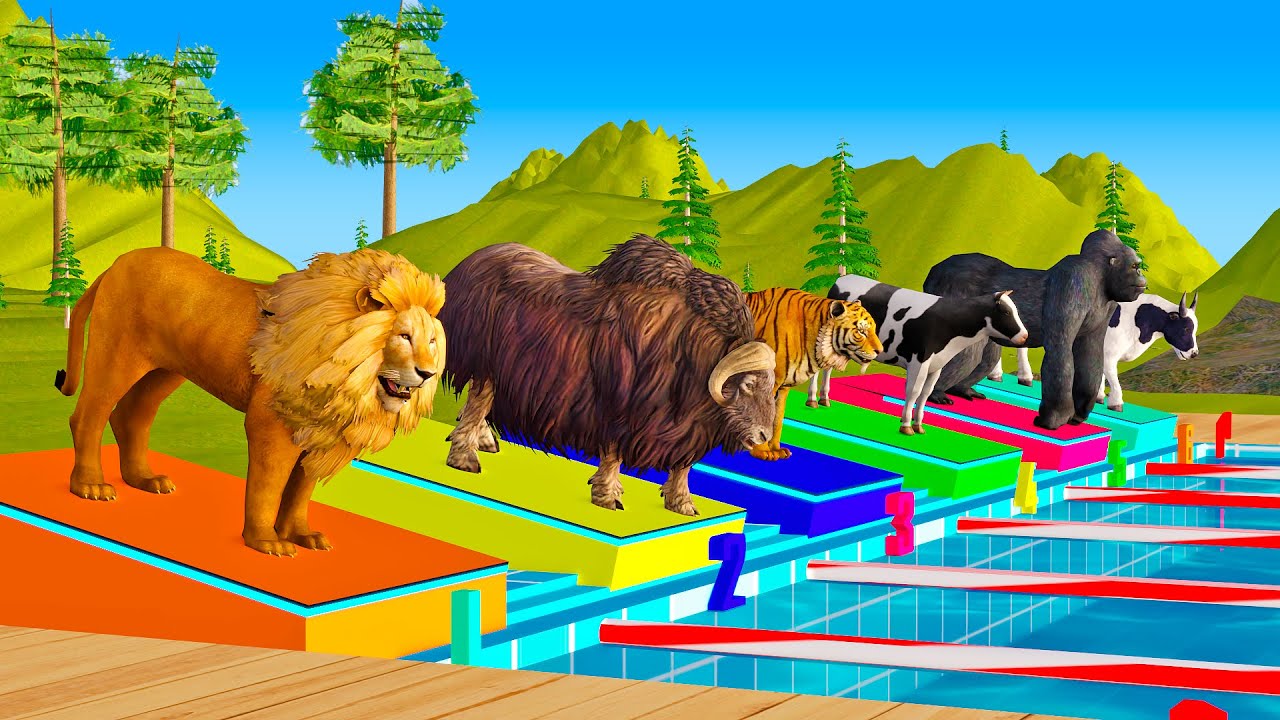 Wild Animals Swimming Pool Race With Cow Lion Tiger Bison Gorilla Bull ...