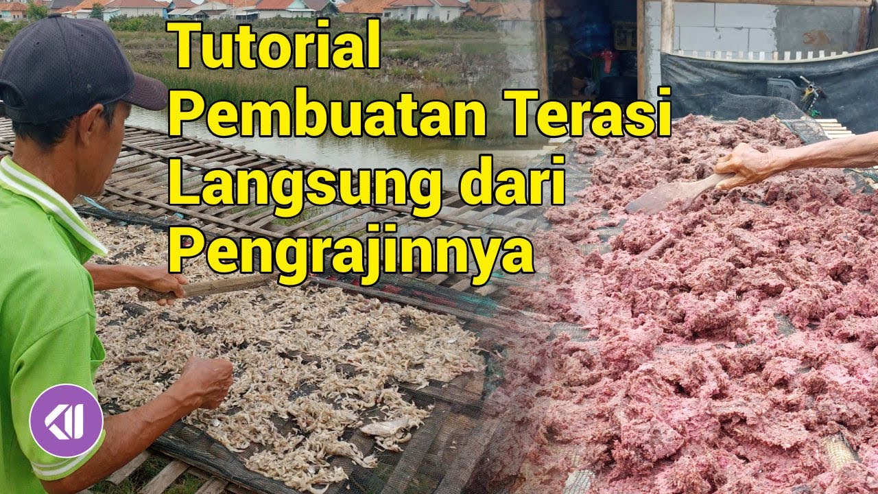Pembuatan Terasi Langsung dari Pengrajin Terasi - YouTube