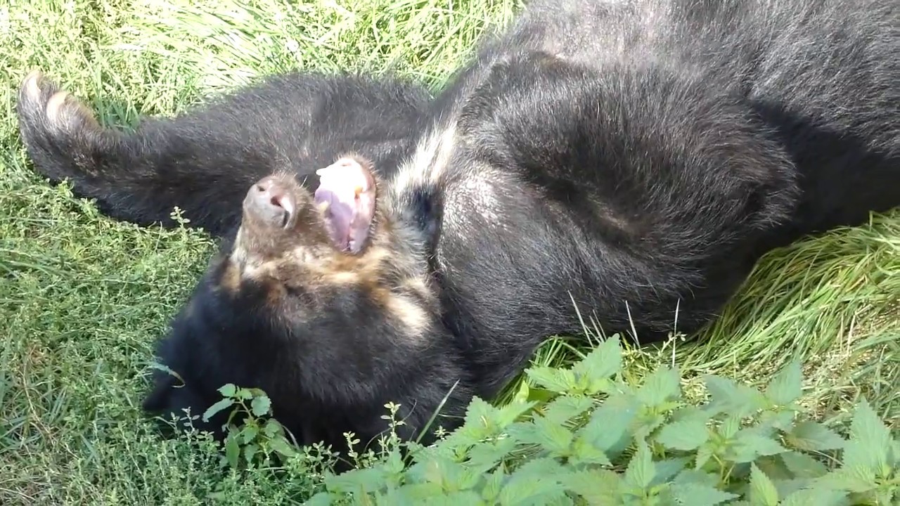 sleeping and sneezing Bear in sun – Superzoom Panasonic LUMIX DC-FZ 82 ...