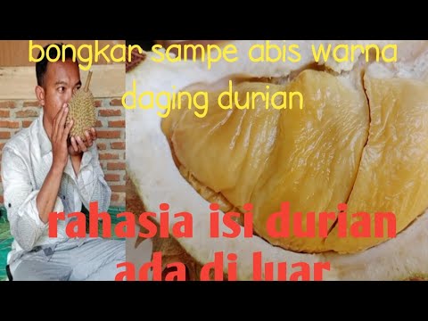 CARA MENGETAHUI WARNA DAGING DURIAN PUTIH ATAUPUN KUNING #musangking - YouTube