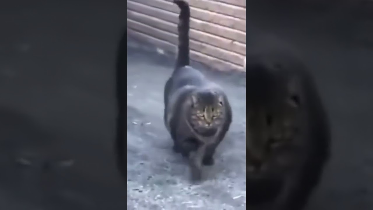 gato bombado 🥶🥶🥶 #engraçado #memes #funny #meme #animais #legal - YouTube